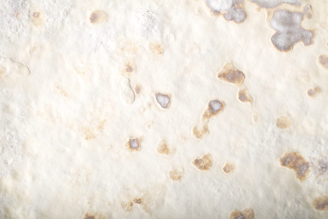 Mycelium Small Wall Panel by Myceen | ADORNO DESIGN