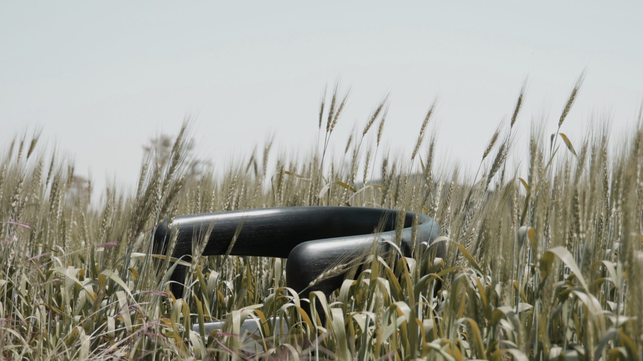 Bole – Bent Ash Wood Chair by ray barn | ADORNO DESIGN